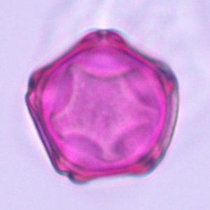 Alder tree allergy (Alnus)- a complete guide w/ photos. » Allerma™