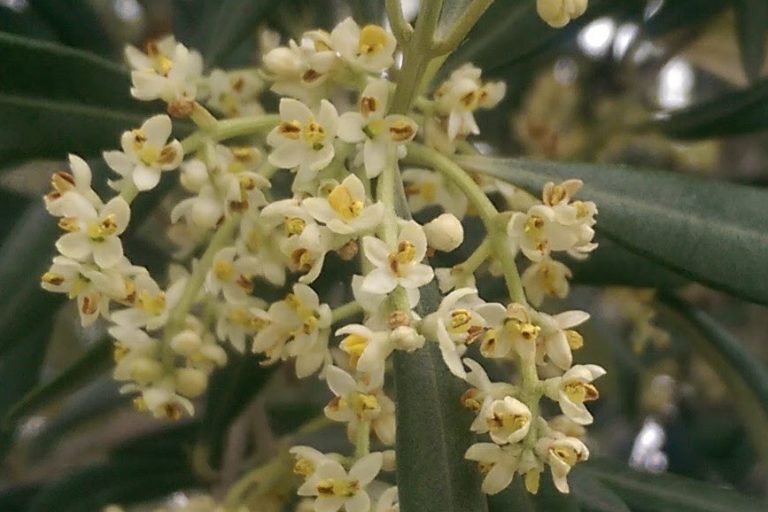 Olive tree allergy - a complete guide w/ photos. » Allerma™