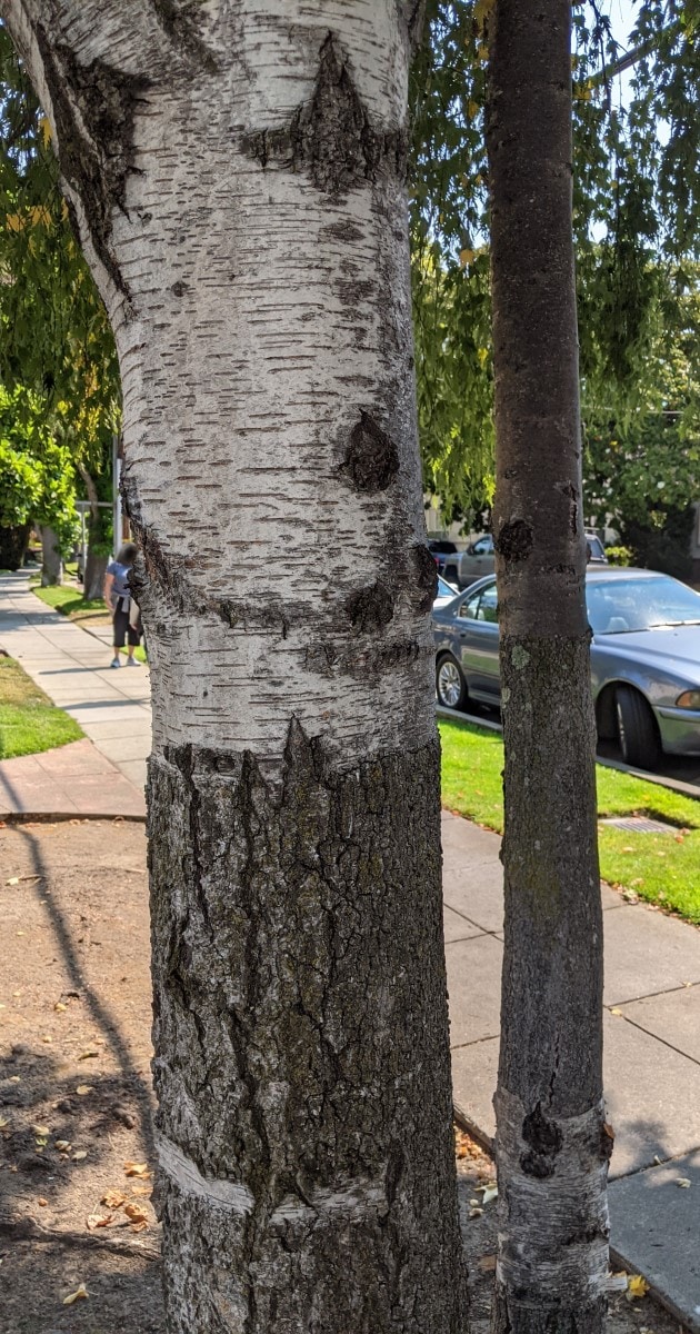 Birch tree allergy (Betula) - a complete guide w/ photos. » Allerma™