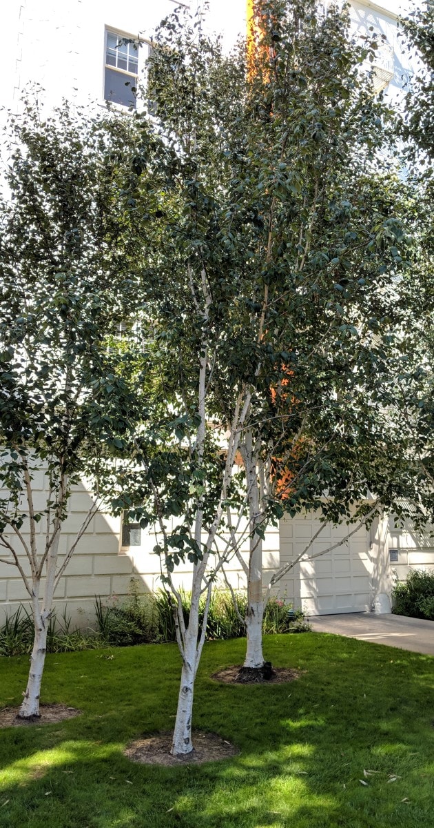 Birch tree allergy (Betula) - a complete guide w/ photos. » Allerma™