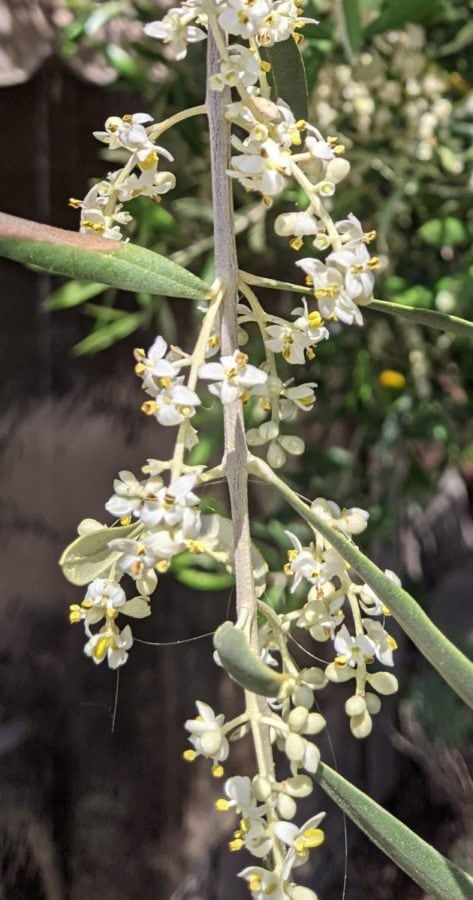 Olive tree allergy - a complete guide w/ photos. » Allerma™