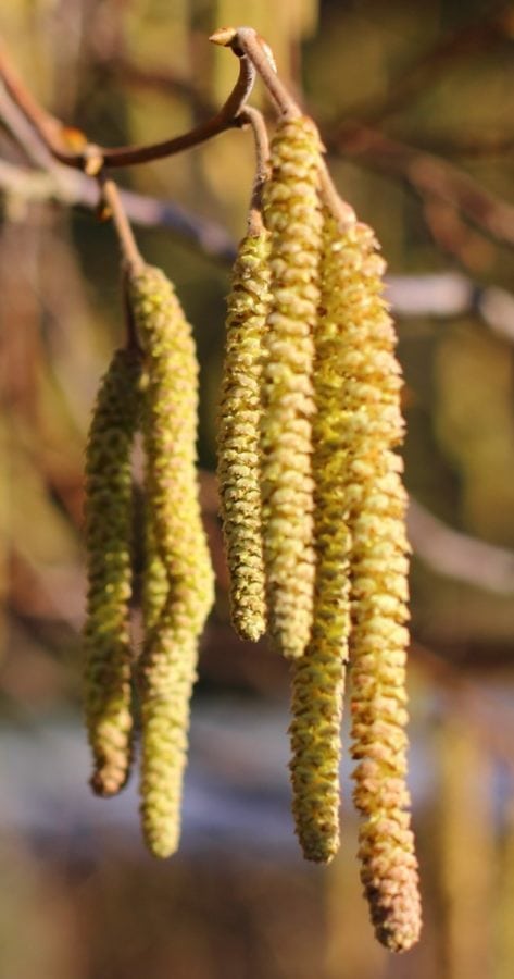 Allergy: What do birch trees look like – photos and facts – Allerma ...