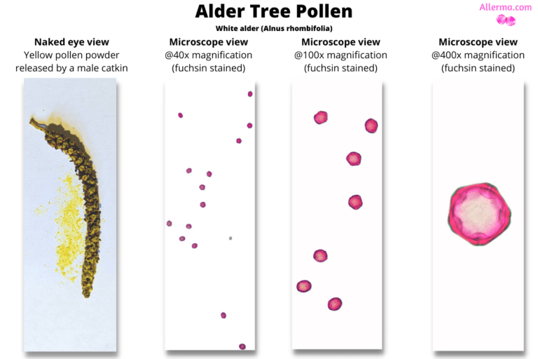 Pollen allergy: A beginner's guide with photos. » Allerma™