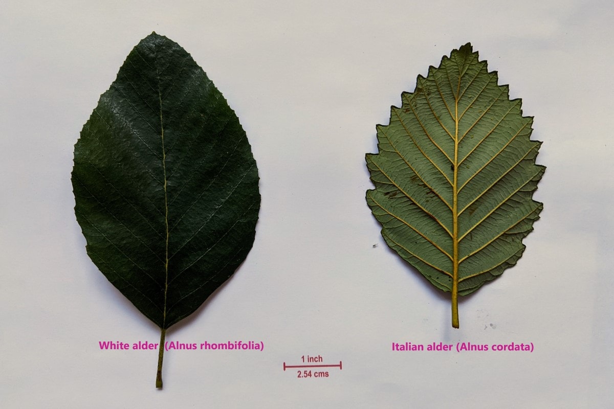 Alder tree allergy (Alnus)- a complete guide w/ photos. » Allerma™