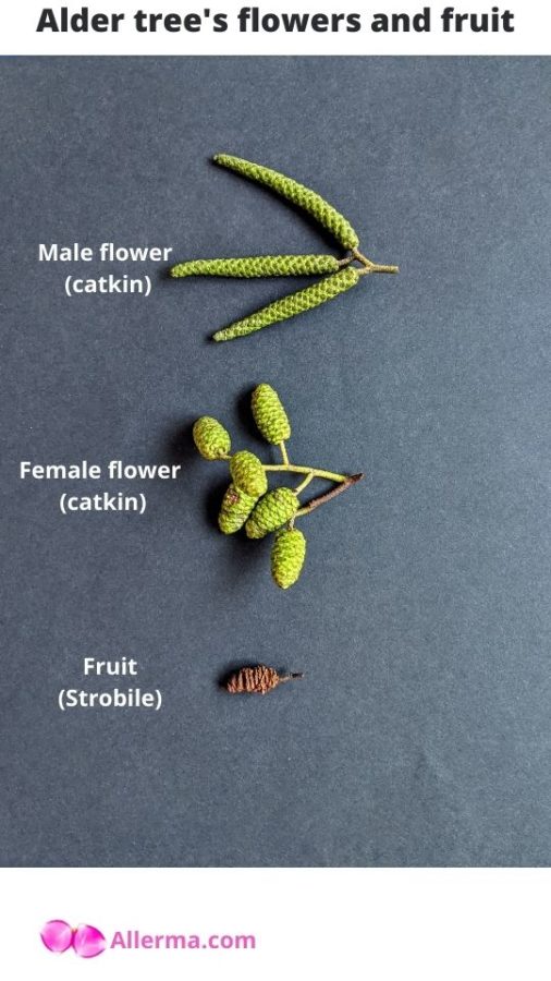 Alder tree allergy (Alnus)- a complete guide w/ photos. » Allerma™