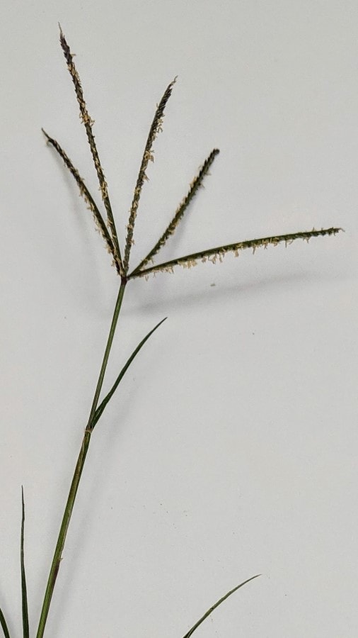 Grass allergy - A beginner's guide w/ photos » Allerma™