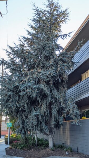 Pine Spruce Cedar Fir (Pinaceae)- a quick guide w/ photos. » Allerma™