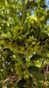 Allergy: How to identify Chinese Elm Trees – photos and facts – Allerma ...