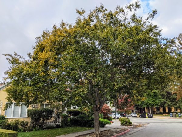 Celtis-Hackberry pollen allergy - a quick guide w/ photos. » Allerma™