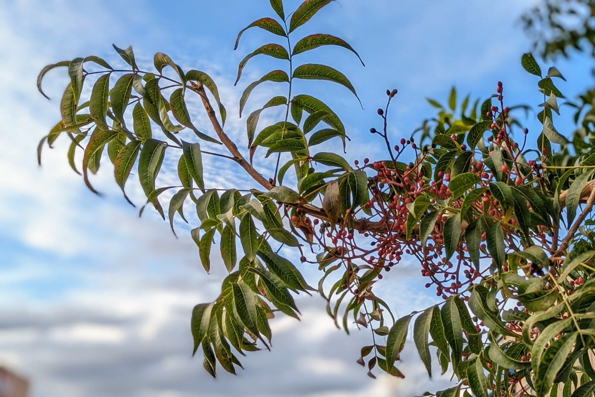 Chinese pistache allergy - a quick guide w/ photos. » Allerma™