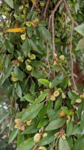 Allergy: How to identify Chinese Elm Trees – photos and facts – Allerma ...