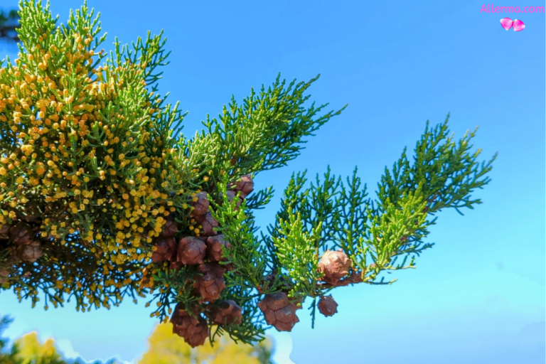 Cypress tree allergy (Cupressus) - a quick guide w/ photos. » Allerma™
