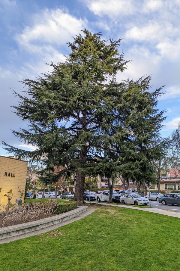 Pine Spruce Cedar Fir (Pinaceae)- a quick guide w/ photos. » Allerma™