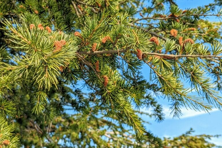 Pine Spruce Cedar Fir (Pinaceae)- a quick guide w/ photos. » Allerma™