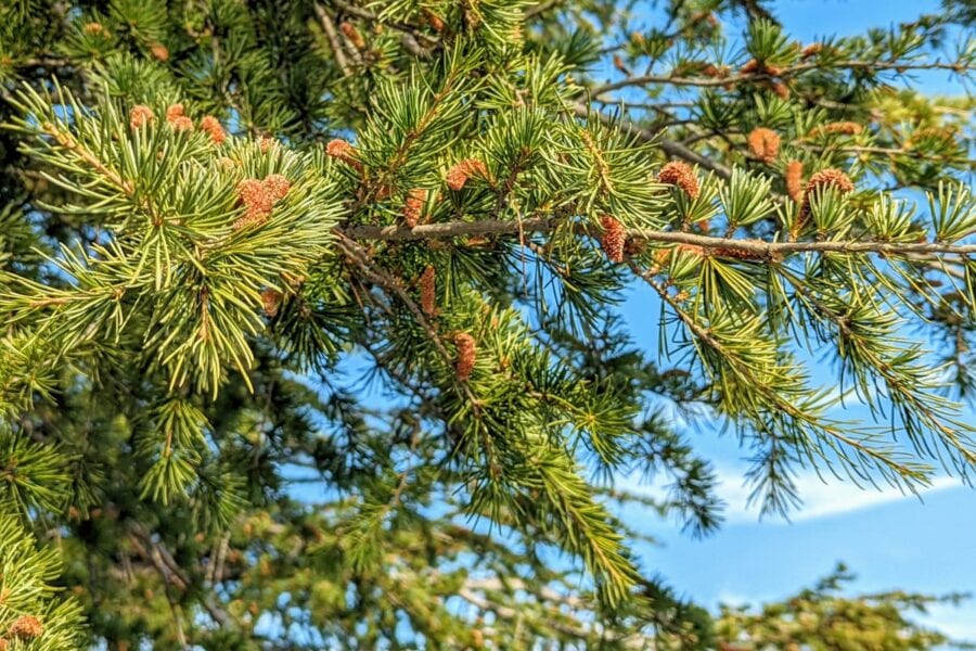Pine Spruce Cedar Fir (Pinaceae)- a quick guide w/ photos. » Allerma™