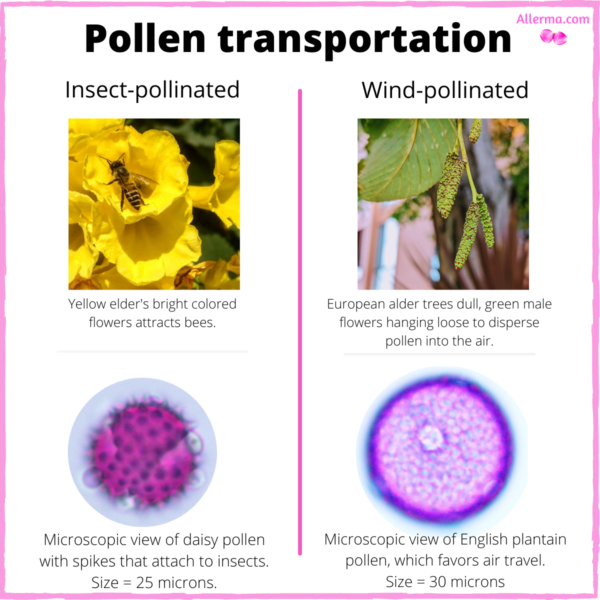 Pollen allergy: A beginner's guide with photos. » Allerma™