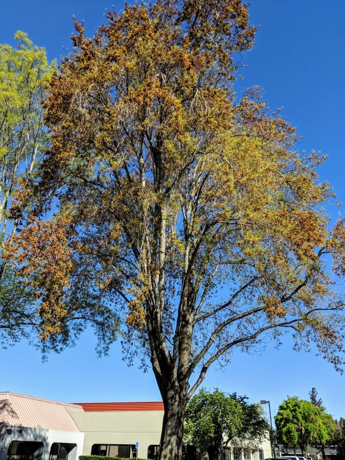 Ash tree allergy (Fraxinus) - a quick guide w/ photos. » Allerma™