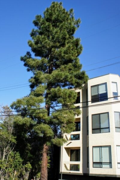 Pine Spruce Cedar Fir (Pinaceae)- a quick guide w/ photos. » Allerma™