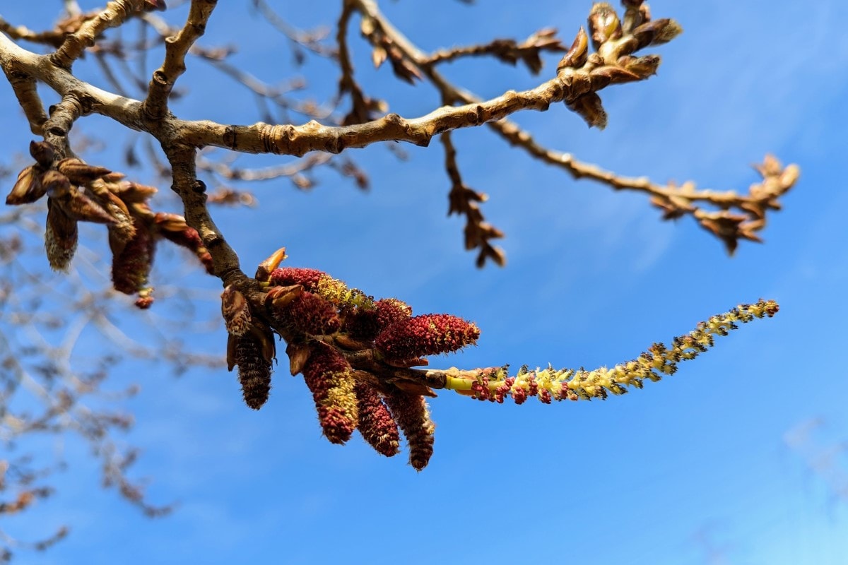 Poplar, Cottonwood, Aspen (Populus) - a quick guide w/ photos.