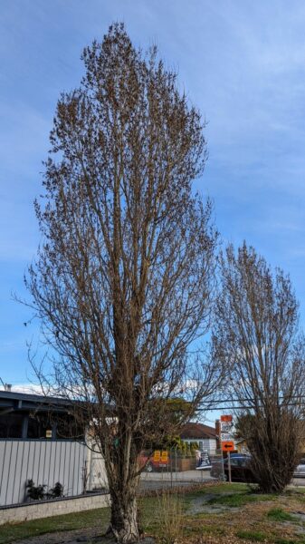 Poplar, Cottonwood, Aspen (Populus) - a quick guide w/ photos.