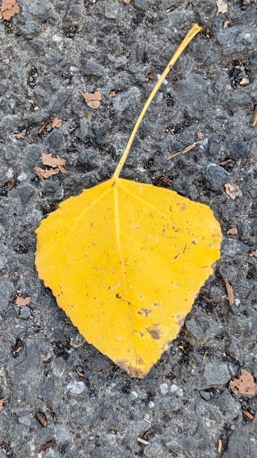 Poplar, Cottonwood, Aspen (Populus) - a quick guide w/ photos.