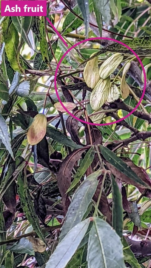 Ash tree allergy (Fraxinus) - a quick guide w/ photos. » Allerma™