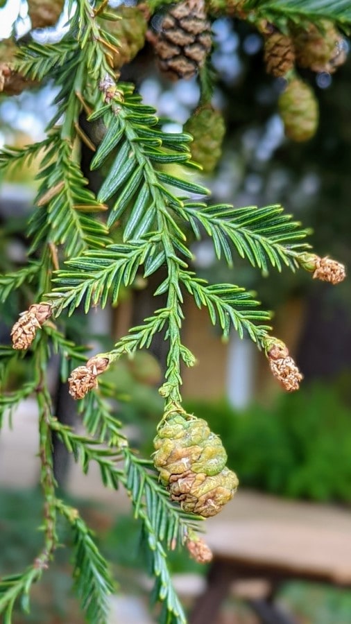 Redwood pollen allergy (Sequoia)- a quick guide w/ photos. » Allerma™