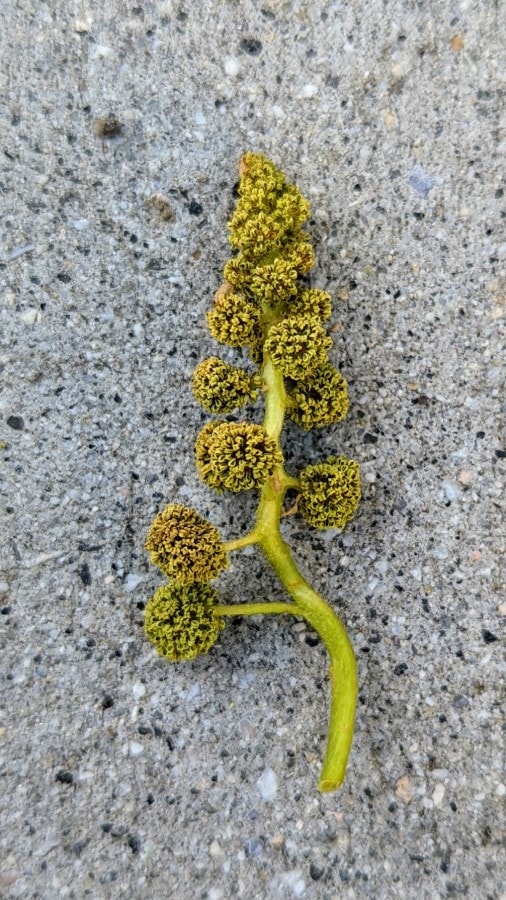 American sweetgum allergy - a complete guide w/ photos. » Allerma™