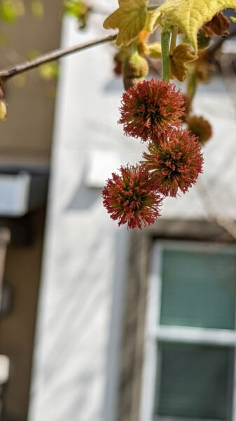 Sycamore tree allergy (Platanus) - a quick guide w/ photos. » Allerma™