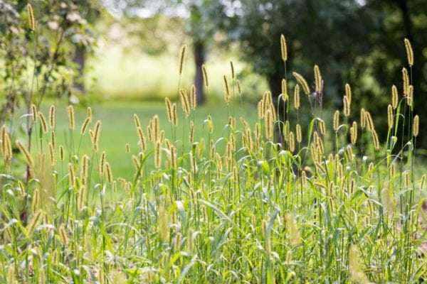 Grass allergy - A beginner's guide w/ photos » Allerma™